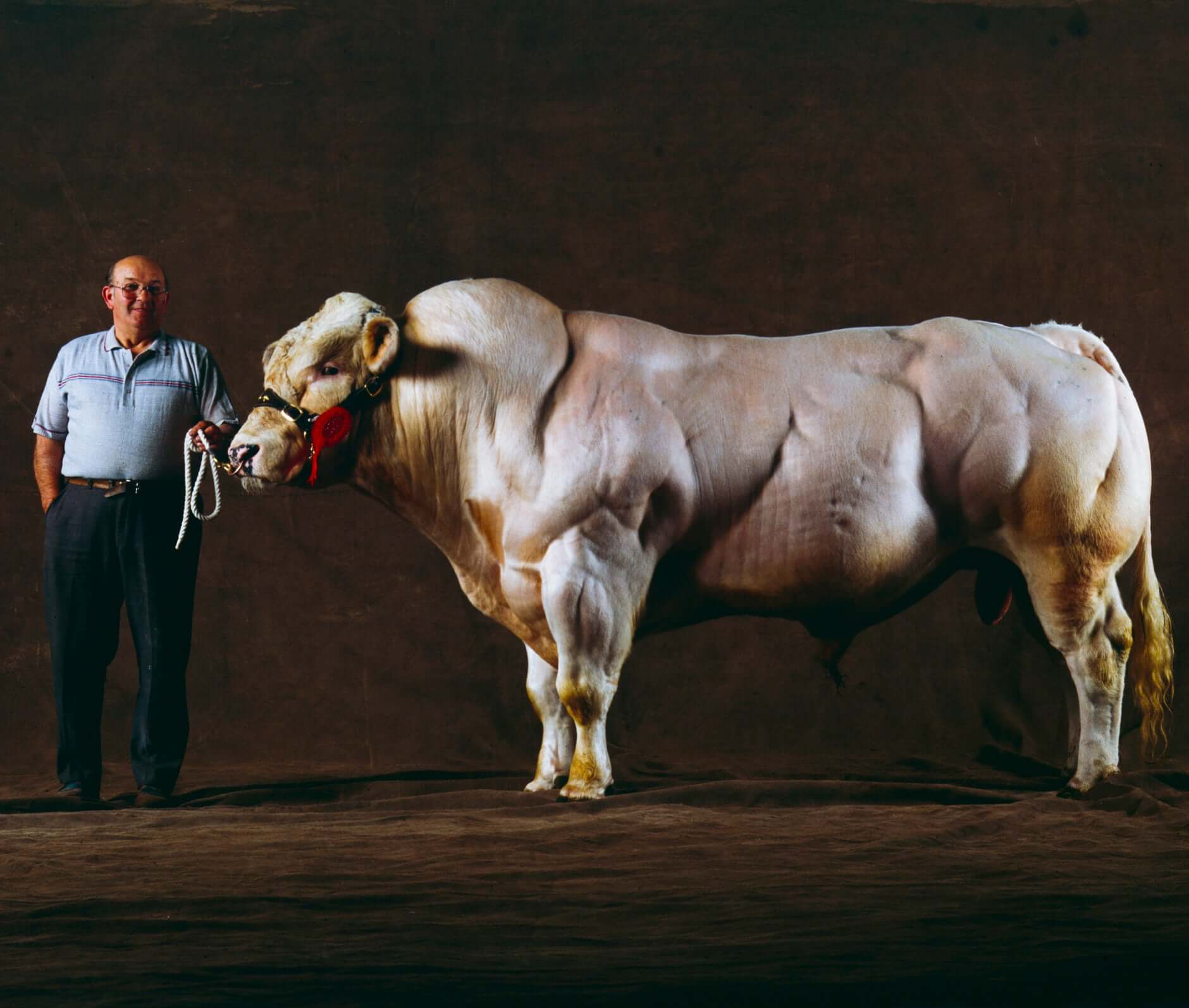 The Myostatin Gene - MESO-Rx