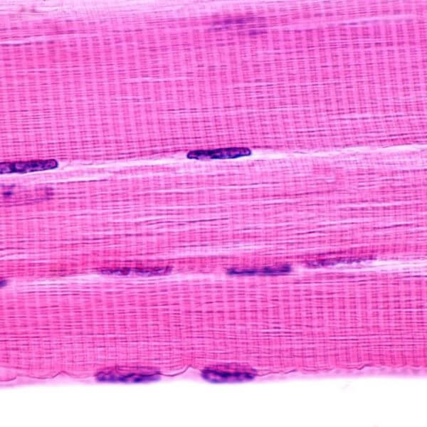 From Midlife to Muscle: Understanding Steroid Use Among Older Men - MESO-Rx